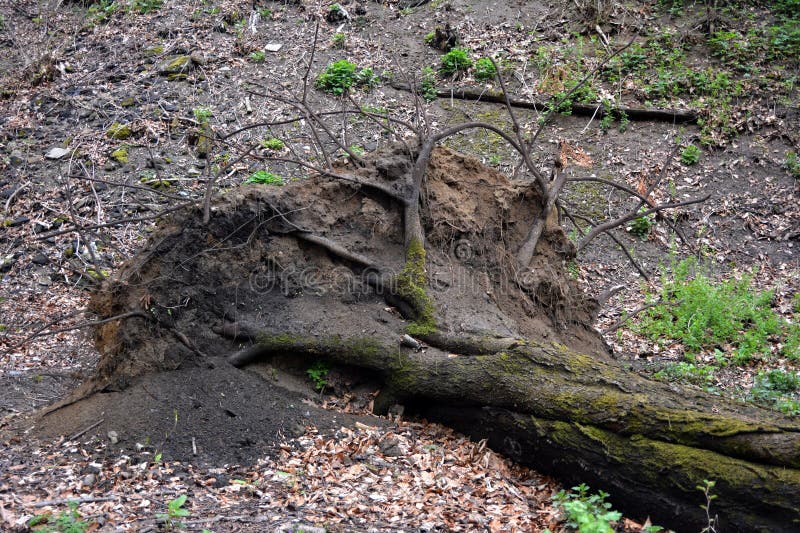 Storm Damage. Trees in the Forest after a Storm Stock Image - Image of ...