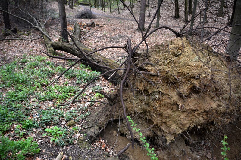 Storm Damage. Trees in the Forest after a Storm Stock Image - Image of ...
