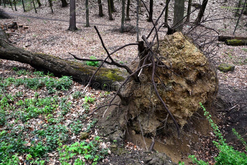 Storm Damage. Trees in the Forest after a Storm Stock Image - Image of ...