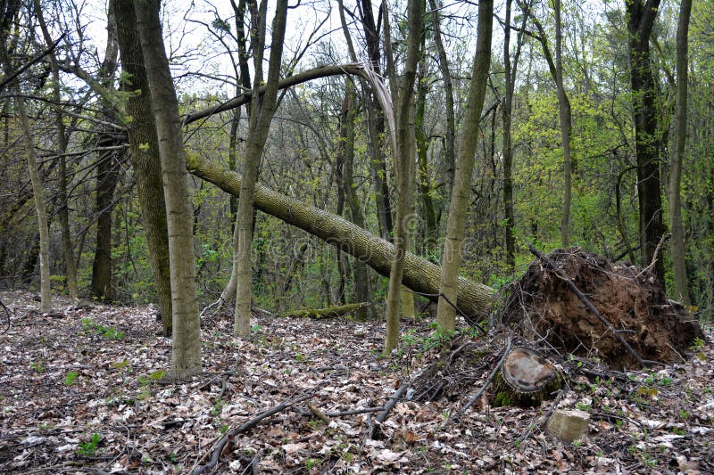 Storm Damage. Trees in the Forest after a Storm Stock Photo - Image of ...