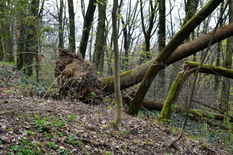 Storm Damage. Trees in the Forest after a Storm Stock Image - Image of ...