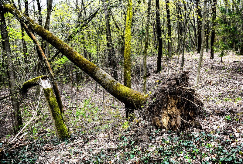 Storm Damage. Trees in the Forest after a Storm Stock Photo - Image of ...