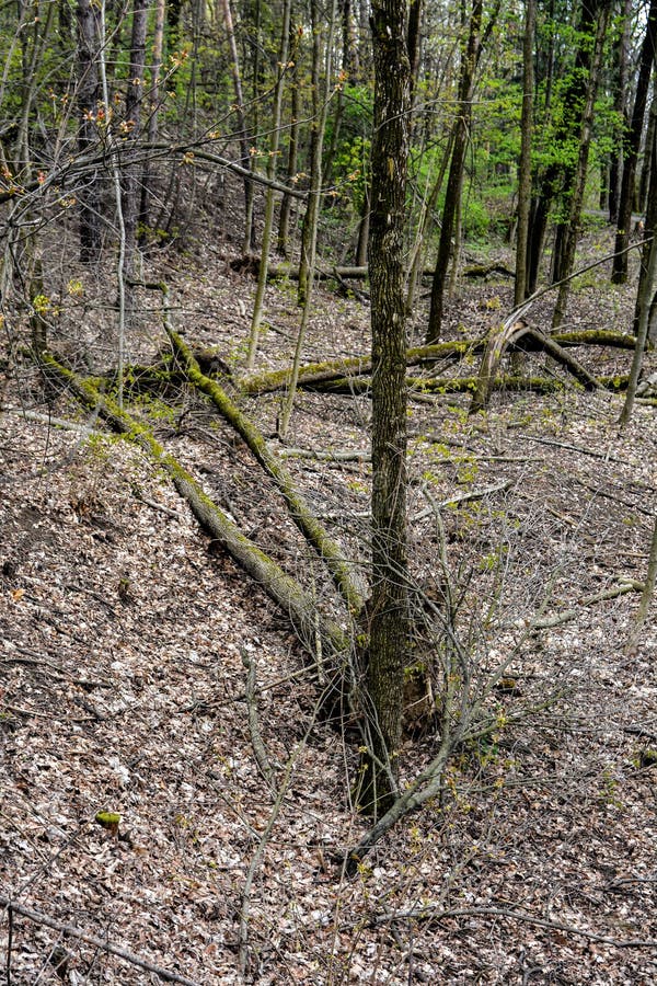 Storm Damage. Trees in the Forest after a Storm Stock Image - Image of ...