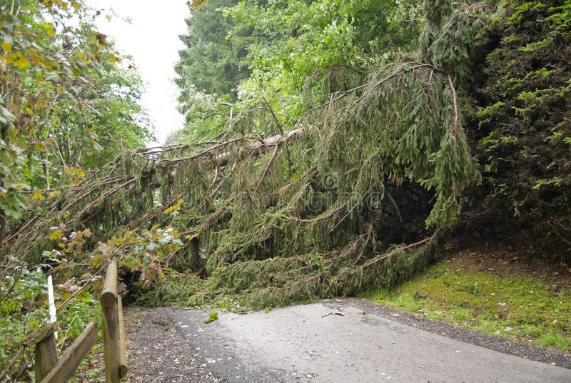 Windthrow of Trees in a Mountainous Coniferous Forest Stock Photo ...