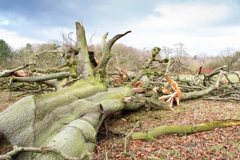 Storm damaged fallen tree stock photo. Image of rural - 38151590