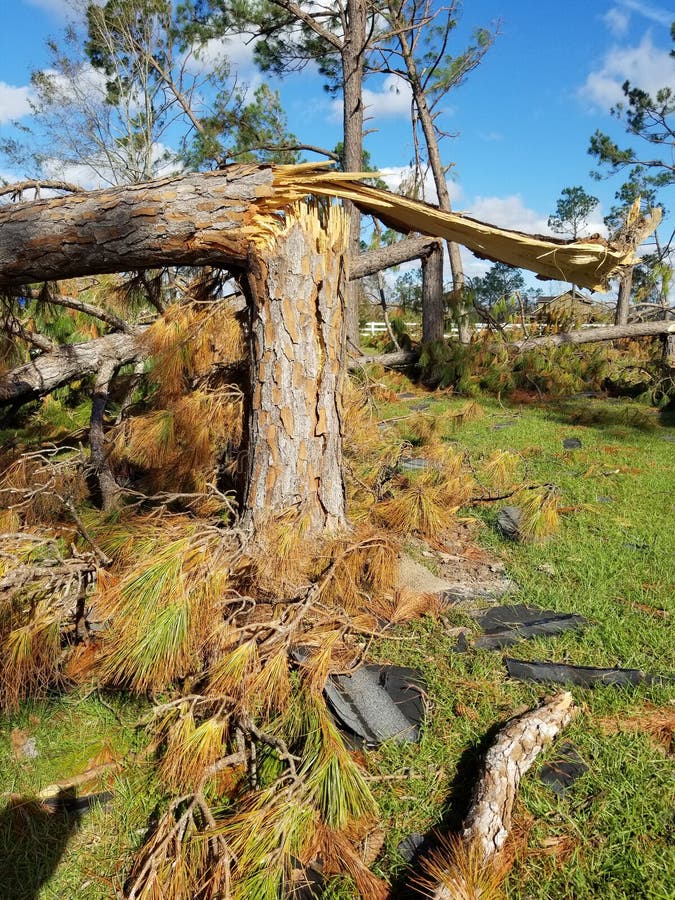 4,634 Damaged Pine Tree Stock Photos - Free & Royalty-Free Stock Photos ...