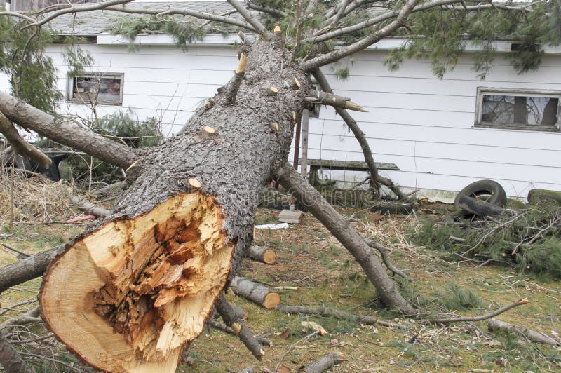 Storm Damaged Tree on a House Stock Photo - Image of fallen, claim ...