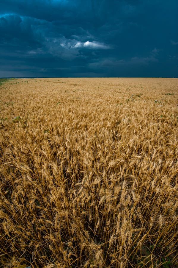 Storm over the field stock image. Image of agriculture - 178877
