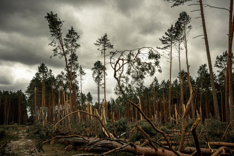 After storm stock image. Image of tree, plant, soil - 251242097