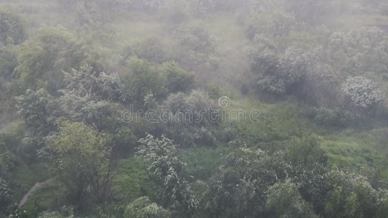 The Storm and Extremely Heavy Rain are Bending Trees. Very Bad Weather ...