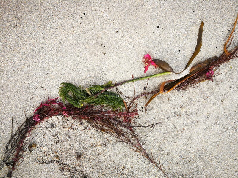 After the storm stock photo. Image of beach, jetsam, ocean - 95138684
