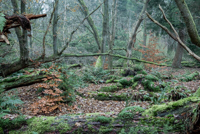 The Storm Forest, Created by a Storm in 1972 Stock Photo - Image of ...