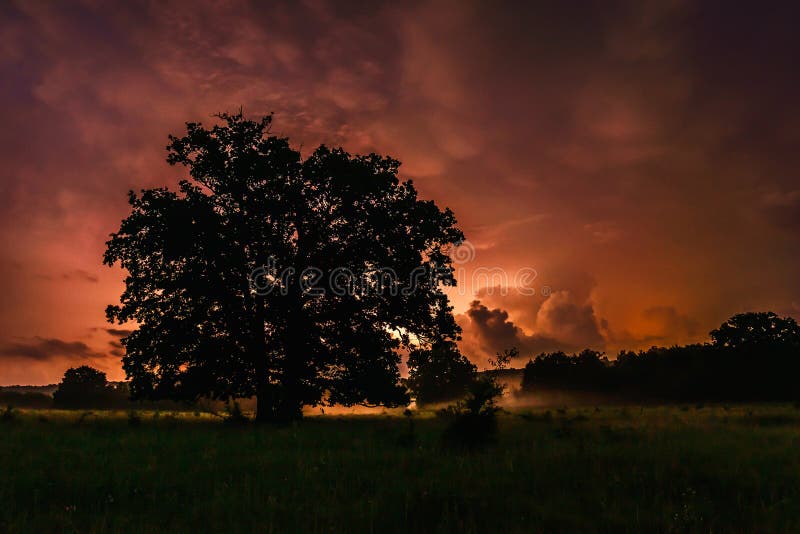 Storm and Mist in the Forest Stock Photo - Image of dusk, magical ...