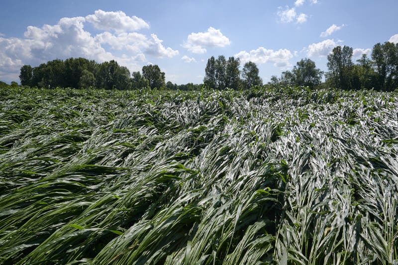 Storm stock image. Image of corn, wind, typhoon, storm - 190314941