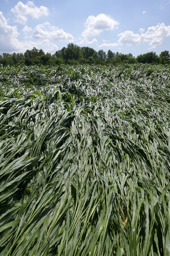 Storm stock photo. Image of agriculture, rain, storm - 190315042