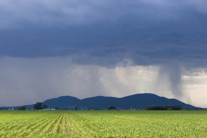 Storm in the corn field stock image. Image of windy, storm - 79125537