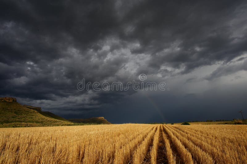 Storm Over the Wheat Fields Stock Photo - Image of climate, gold: 13241744