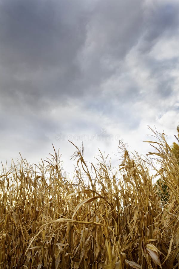 Storm in the corn field stock image. Image of windy, storm - 79125537