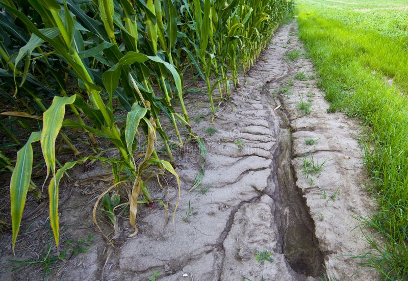 Storm runoff in corn field stock image. Image of green - 15314023