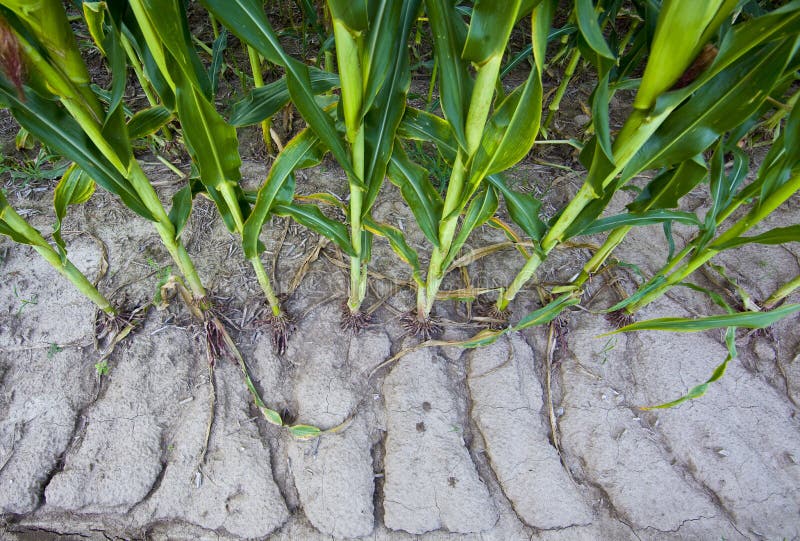 Storm runoff in corn field stock image. Image of crop - 15314457