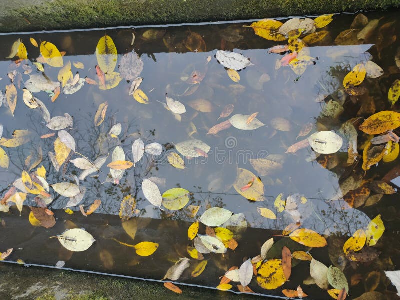 Storm Sewer Covered with Fallen Leaves Stock Photo - Image of fall ...