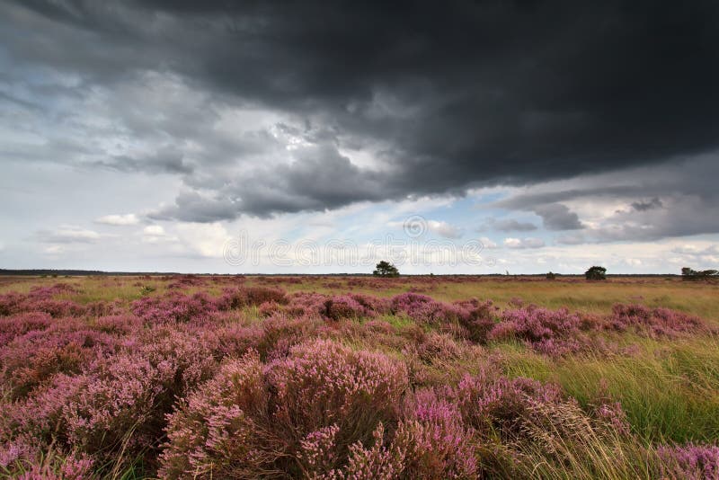 Storm Sky Over Flowering Heather Stock Image - Image of holland ...