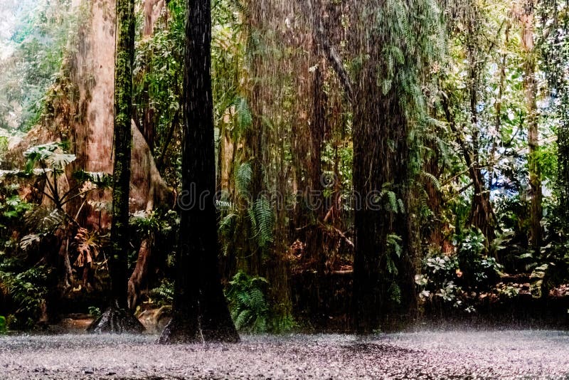 Storm in a Tropical Jungle Forest Stock Image - Image of raging ...
