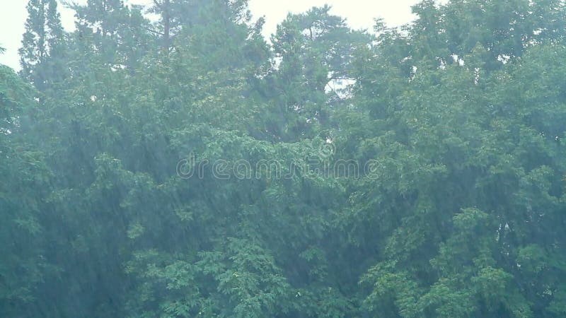 Blowing Trees During Heavy Rain And Strong Wind. Stock Video - Video of ...