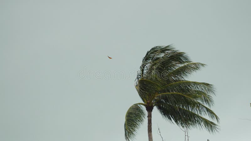 Storm Winds Blowing Palm Trees on Tropical Island Stock Photo - Image ...