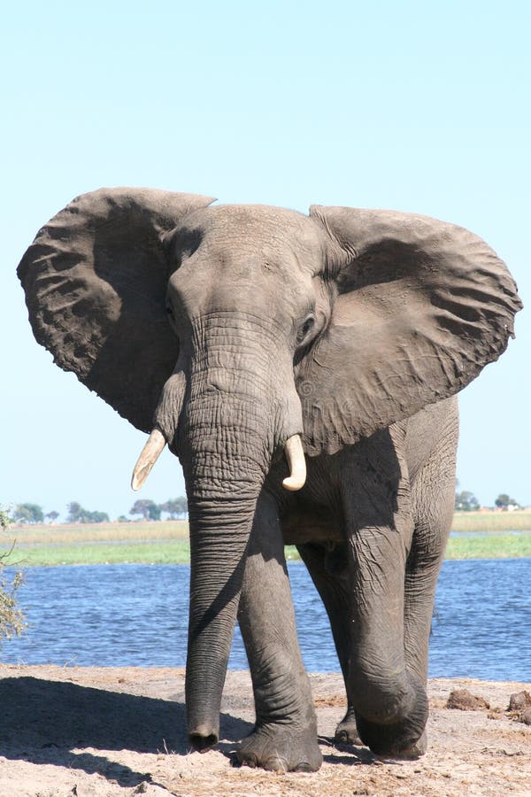 Storming bull elephant stock image. Image of sand, approaching - 4527221