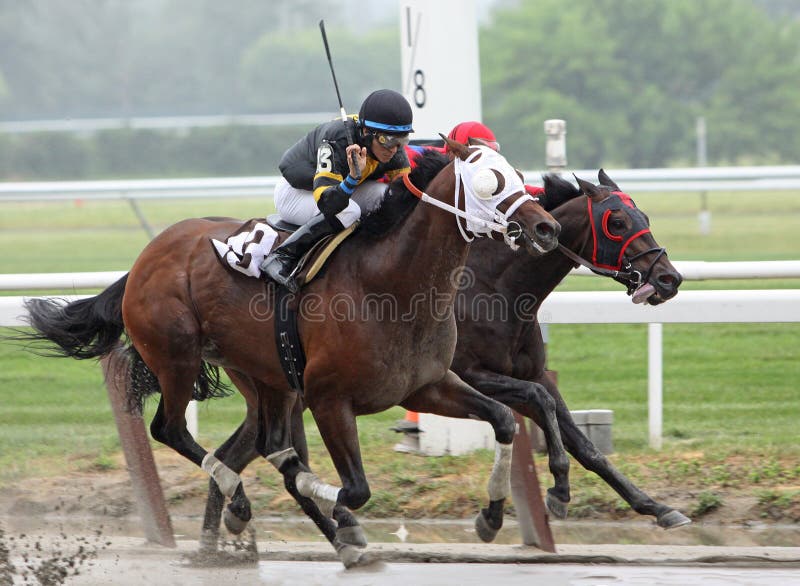Muddy Jockey and Thoroughbred Editorial Stock Photo - Image of muddy ...