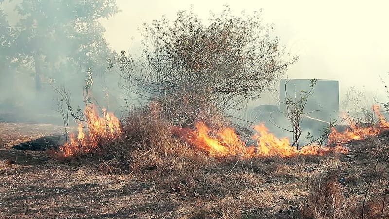 Storming and Raging Fire in the Forest Stock Footage - Video of burning ...