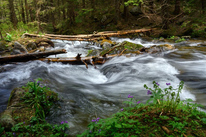 A Stormy Full-flowing Mountain River in the Forest Stock Image - Image ...