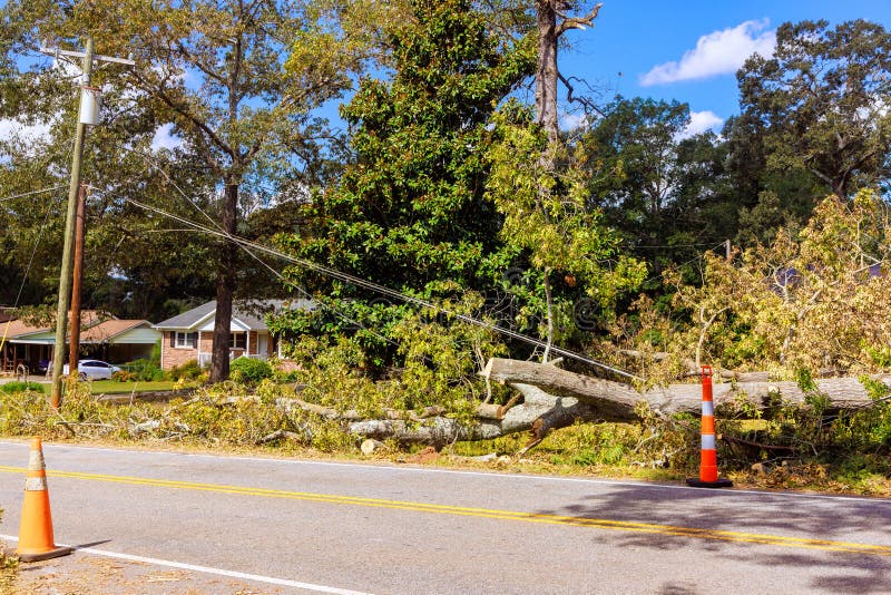 During Stormy Hurricane, Strong Winds Uprooted Tree at Ground, Causing ...