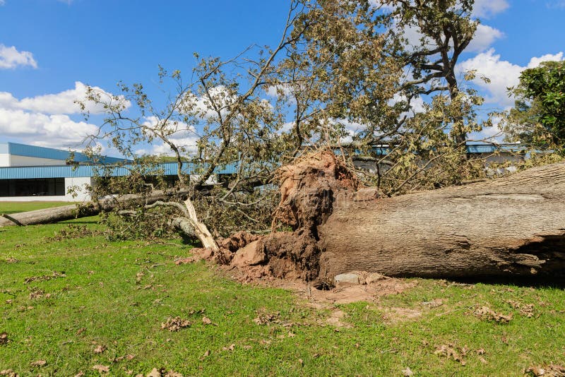 Stormy Hurricanes Cause Strong Winds that Uproot Trees a Damage ...