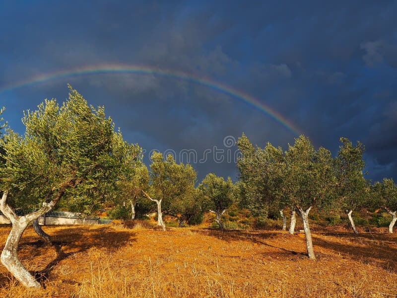 Stormy Landscape with Olive Trees and Rainbow Stock Image - Image of ...