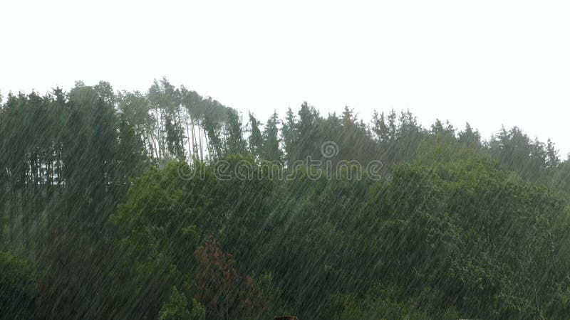 Stormy Rain in Forest. Heavy Rain Falling from Dark Sky. Thunderstorm ...