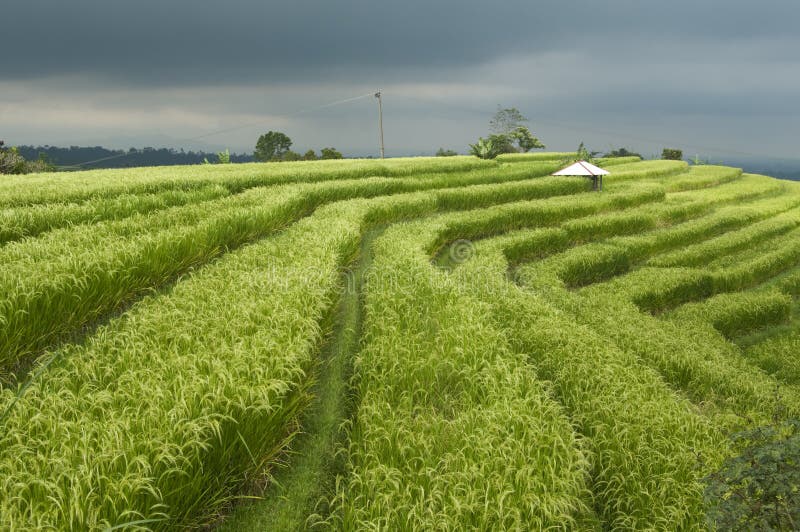 Harvesting paddy fields stock photo. Image of agriculture - 5054106
