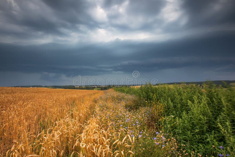 Stormy sky over field stock photo. Image of dramatic - 58835744