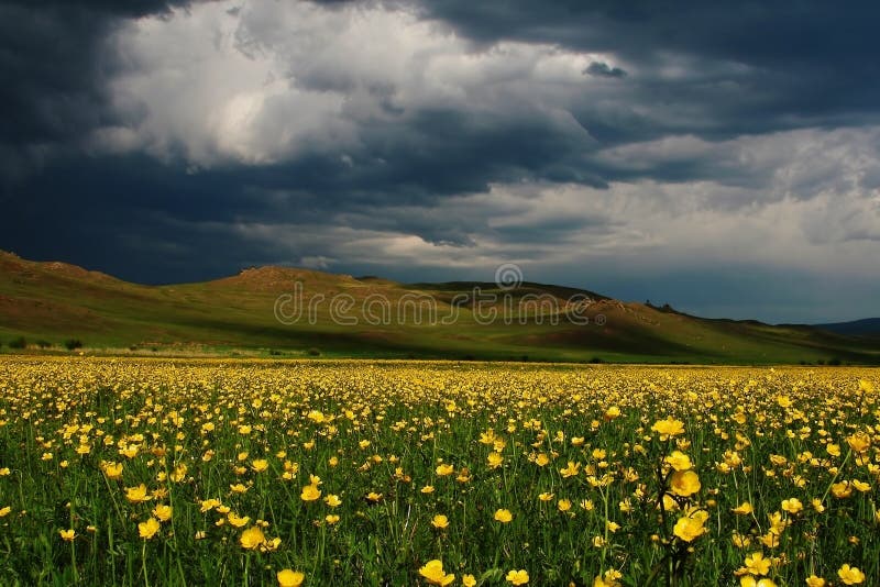 Stormy Sky Over Yellow Flower Field in Spring Stock Photo - Image of ...