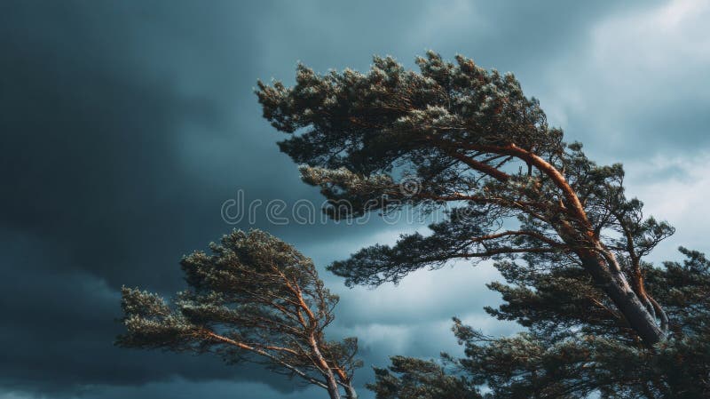 Stormy Sky with Wind-swept Pine Trees Bending in Strong Breeze Stock ...