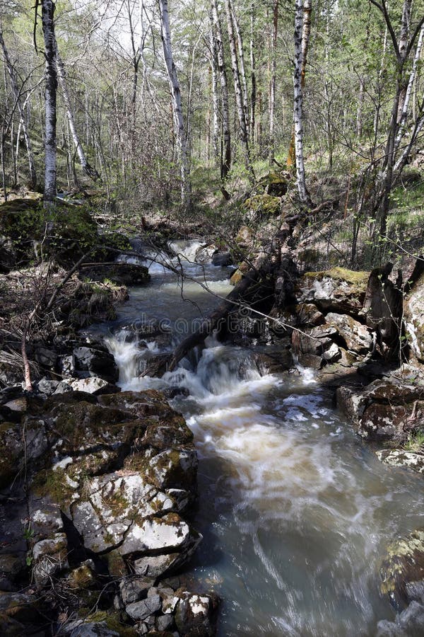 A Stormy Spring Stream of Water Runs between Stones in the Forest ...
