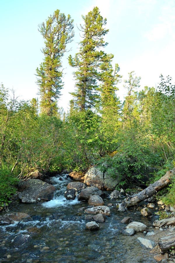A Stormy Stream Flowing Down from the Mountains Forms a Small Plant in ...