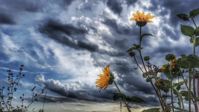 Sunflower and stormy sky stock photo. Image of flower - 12960710