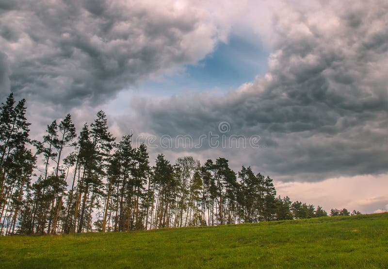 Stormy and Windy Day at the Forest. Rain Over Pine Stock Photo - Image ...