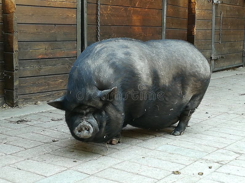 Stort svin! fotografering för bildbyråer. Bild av gris - 95693167