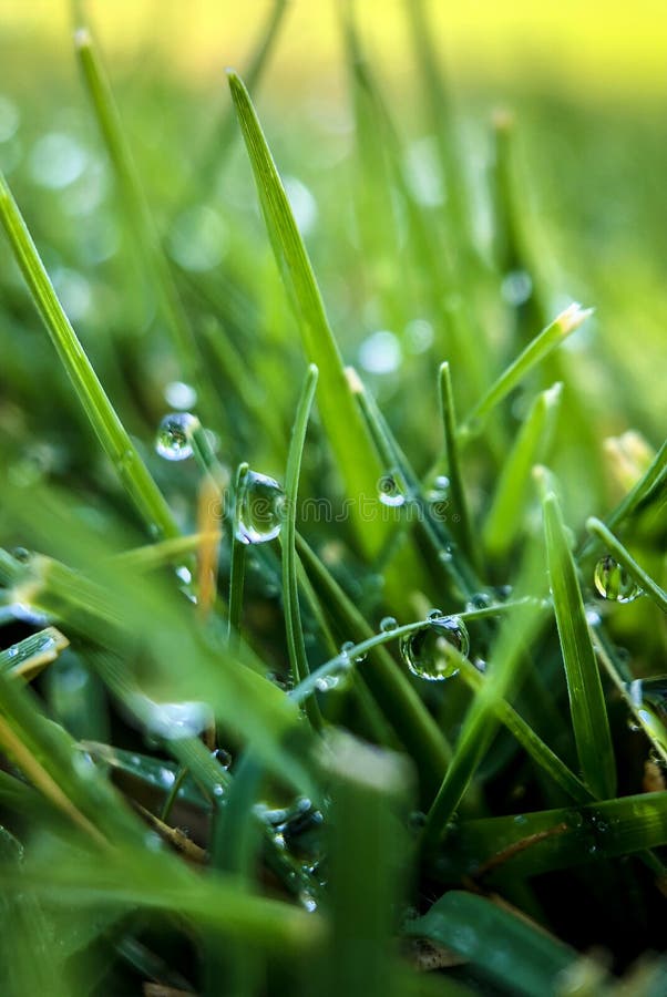 The Story of Grass and Insects, this is a Macro Photography. Stock ...