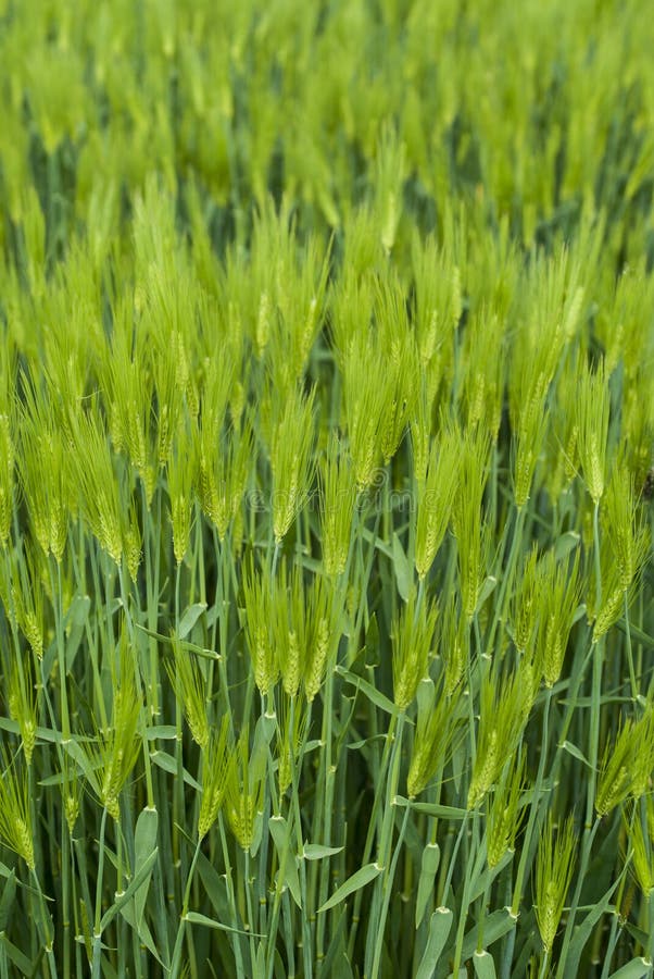 The Story of the Green Barley Field Stock Image - Image of spring, herb ...