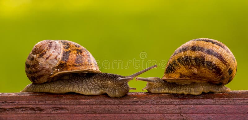 Fight snails. Competition. stock image. Image of struggle - 44691119