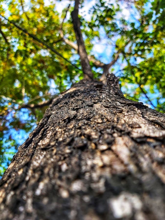 Stout Tree Growing Up To 40 Meters. the Bark is Gray-black To Yellow ...
